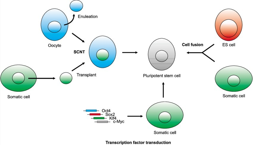 CELLULAR REPROGRAMMING. INTRODUCTION | by Khushi Surana | Synfinity ...