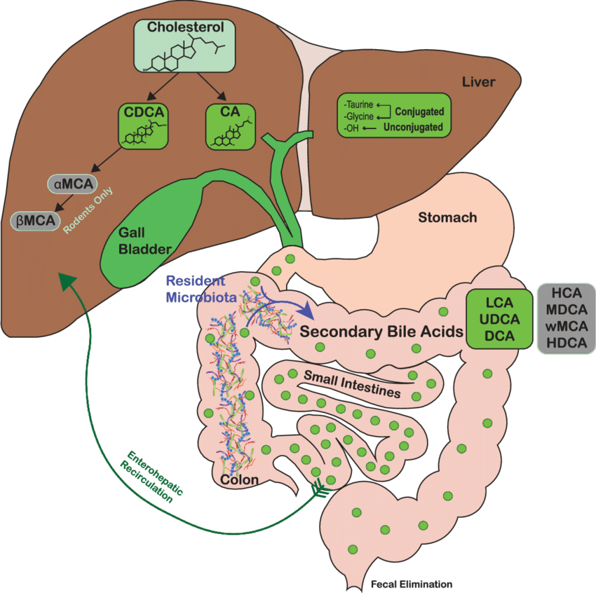 Entry-level cheminformatics of Bile Acids via PubChemPy searches and ...