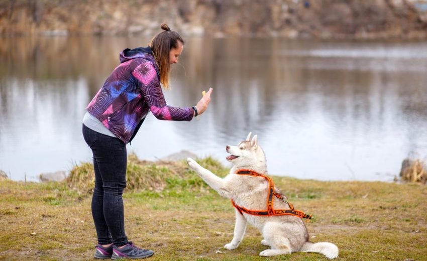 The Benefits of Hiring a Personal Dog Trainer | by Leticia R. Motta ...