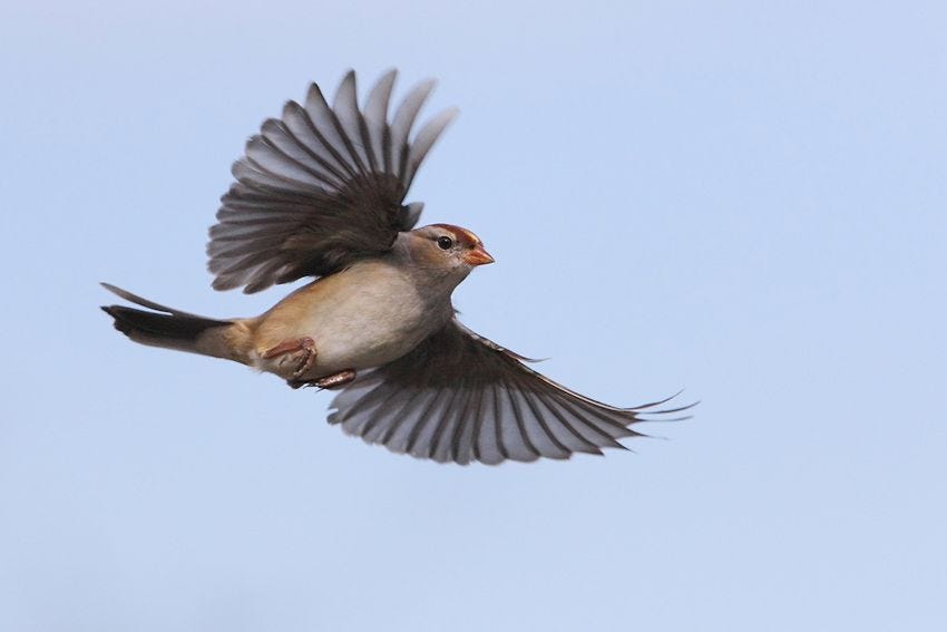 Oracle CX Industry Framework: A Helidon Flight (with Aerobatic Stunts ...