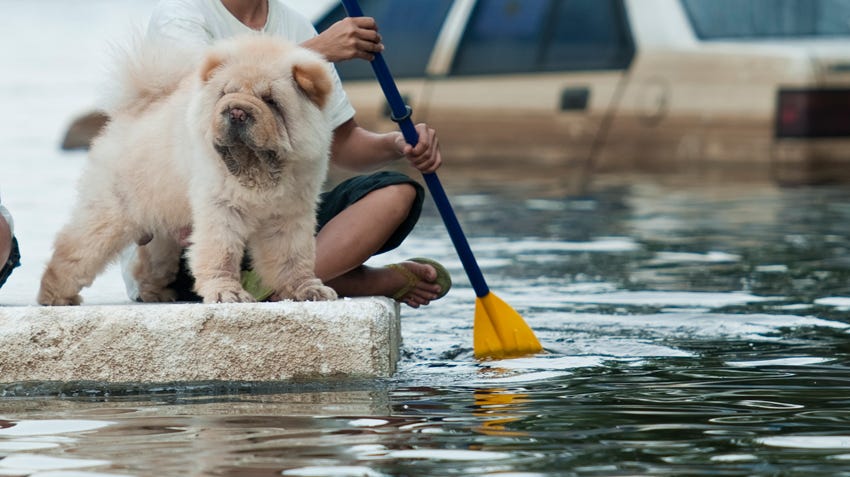 Help Your Pet Survive a Natural Disaster — Pet Disaster Kit | by Wilson ...