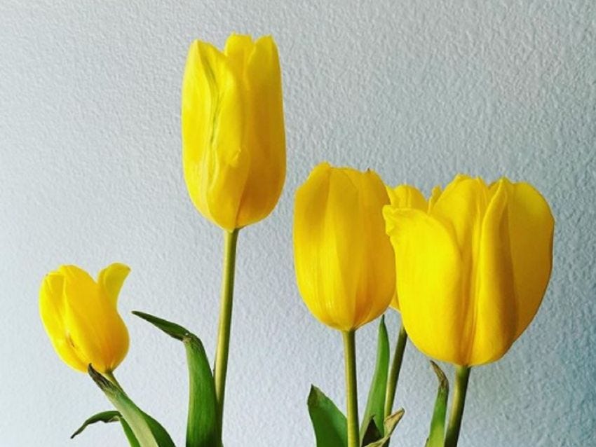 Las plantas con flores amarillas para atraer fortuna al hogar - Bsy ...