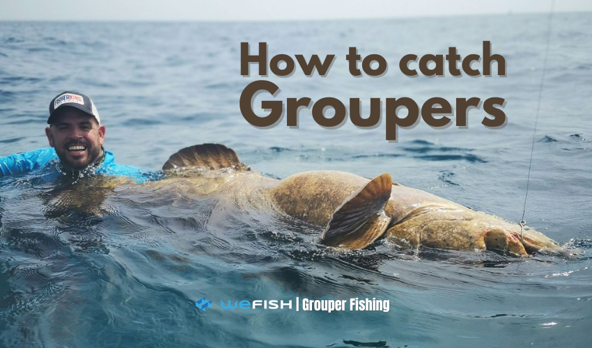 How to Catch Groupers | Grouper Fishing | Medium