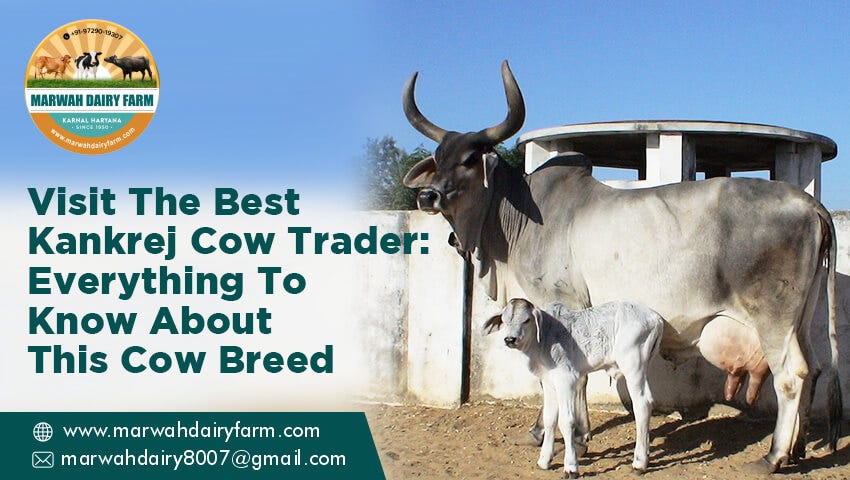 Visit The Best Kankrej Cow Trader: Everything To Know About This Cow ...