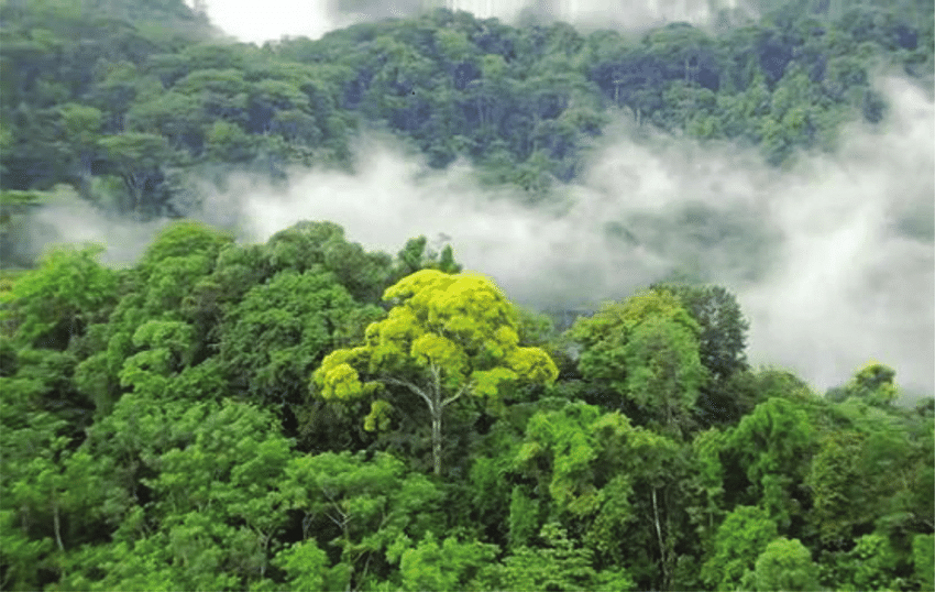 Estimating Forest Biomass. What it is and why it’s a crucial tool… | by ...