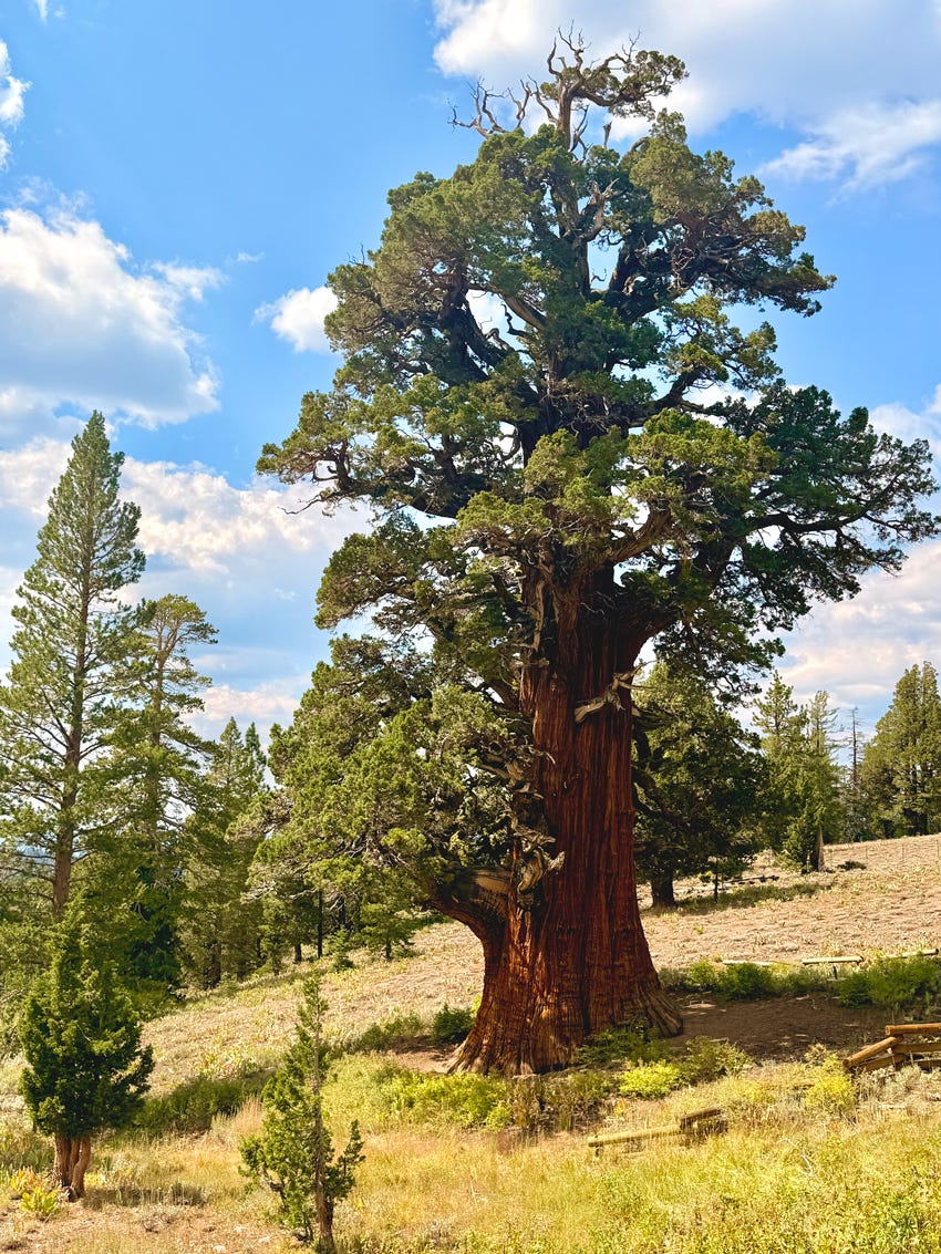 The Bennett Juniper. A Tree, a Road Trip, and a Love Letter… | by Eric ...