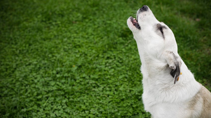 The Parable of The Dog and the Nail | by Shubham Jena | Medium