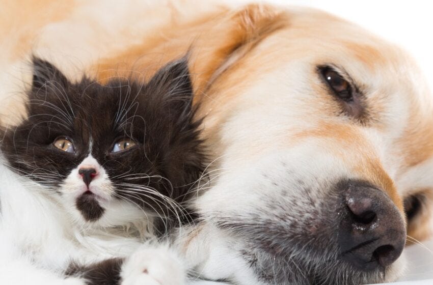 What Should You do If Your Cat Comes in Contact with Vet Pharma Company ...