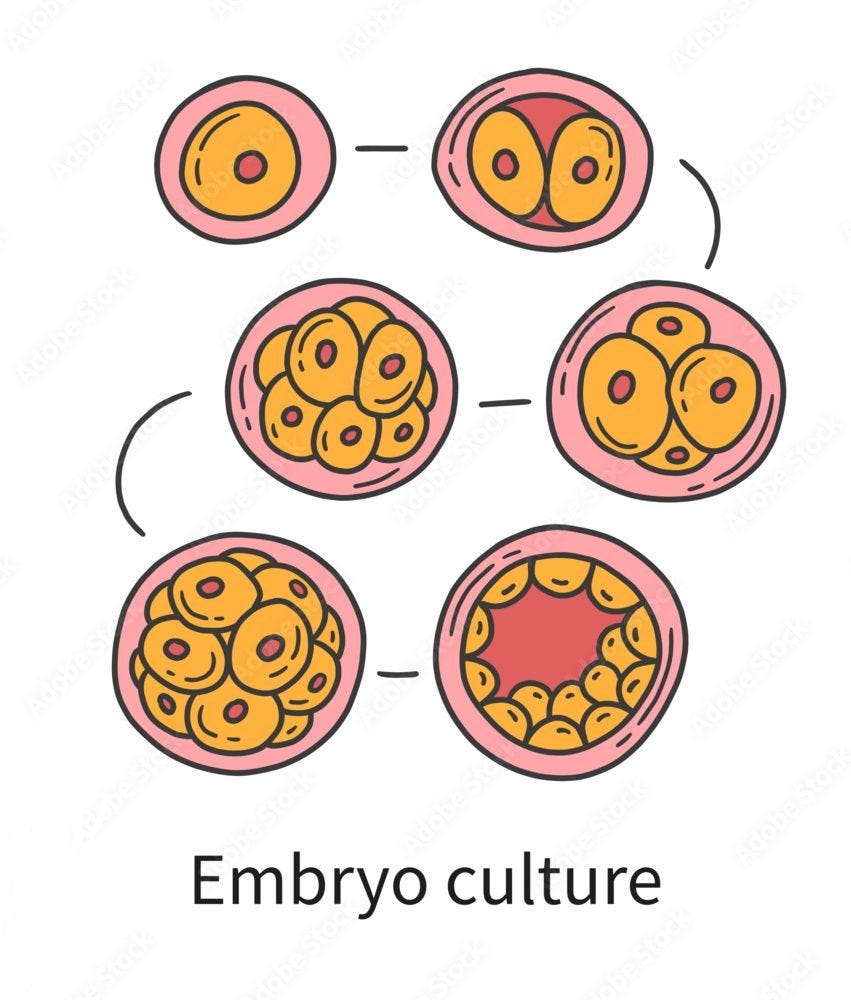 EMBRYO CULTURE: CULTIVATING HOPE, SHAPING THE FUTURE OF FAMILY. | by ...