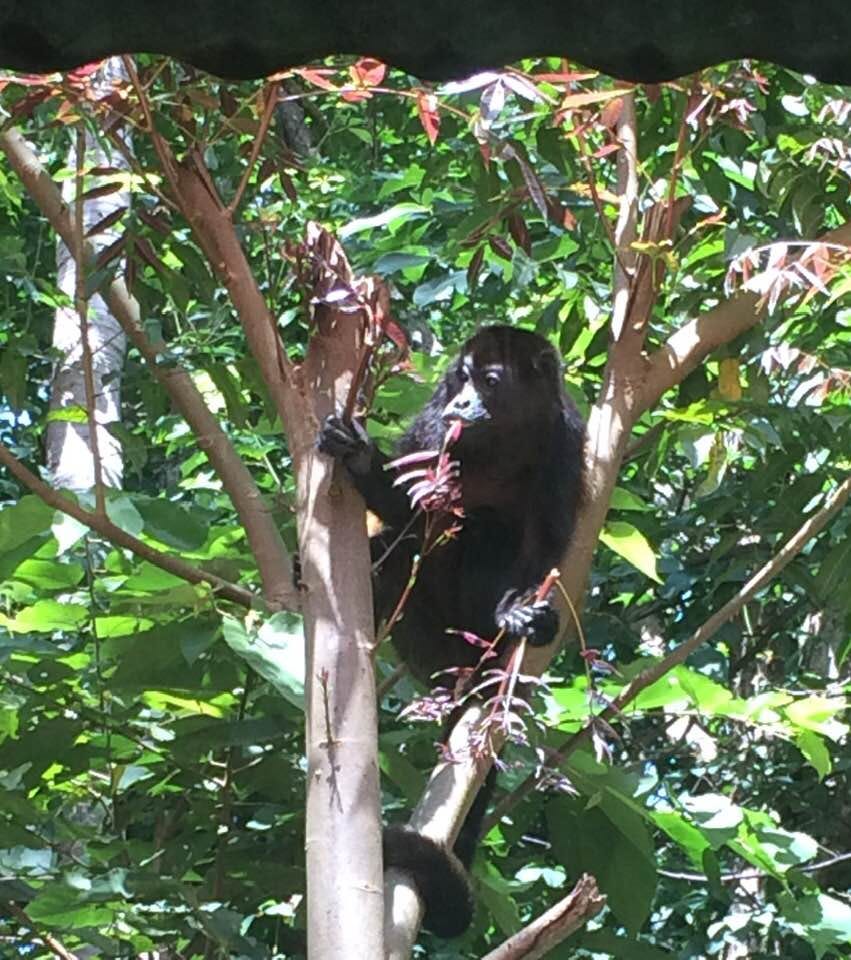 5 Ways Howler Monkeys Are Better Than Humans! | by The Gal With The ...