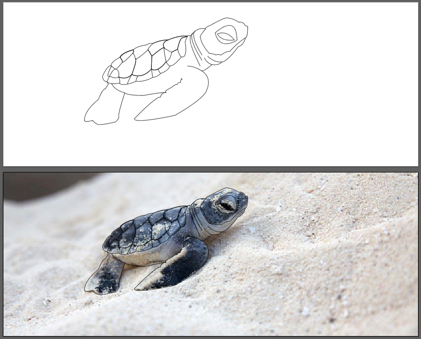 Animal Tracing. Exercise working with the Pen tool in… | by Shawn Weng ...