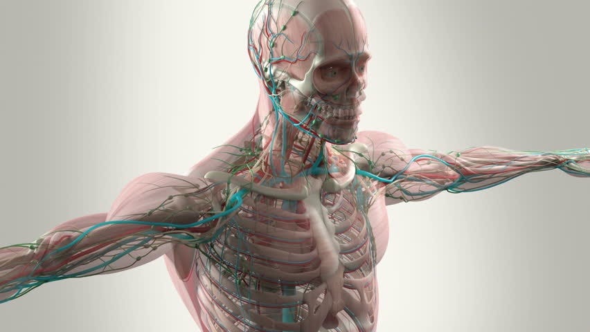 Nerves, muscles and bones update – 3.5 | by Neil Dimmock | Medium