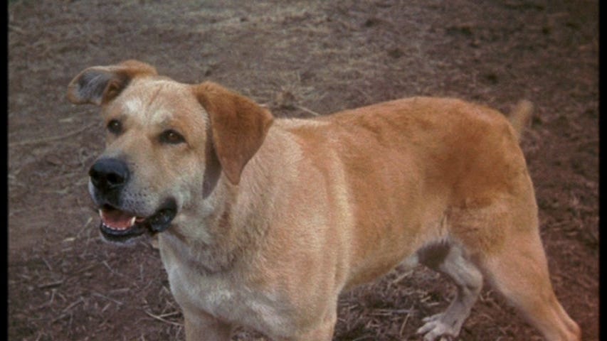 Old Yeller Little Arliss