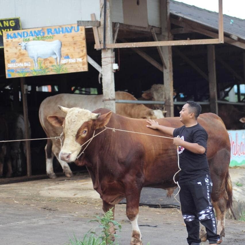 Mengapa Sapi Rahayu Batam Menjadi Pilihan Terbaik untuk Qurban di Batam? | by Sapi Qurban Batam ...