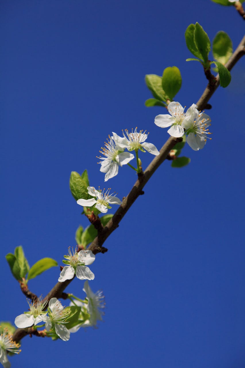 Weather Permitting . Front Range Gardening Tips for the… | by ...