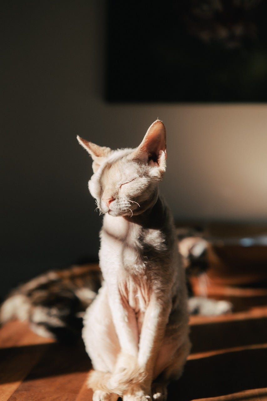 Cat Mischief - Write Under the Moon - Medium