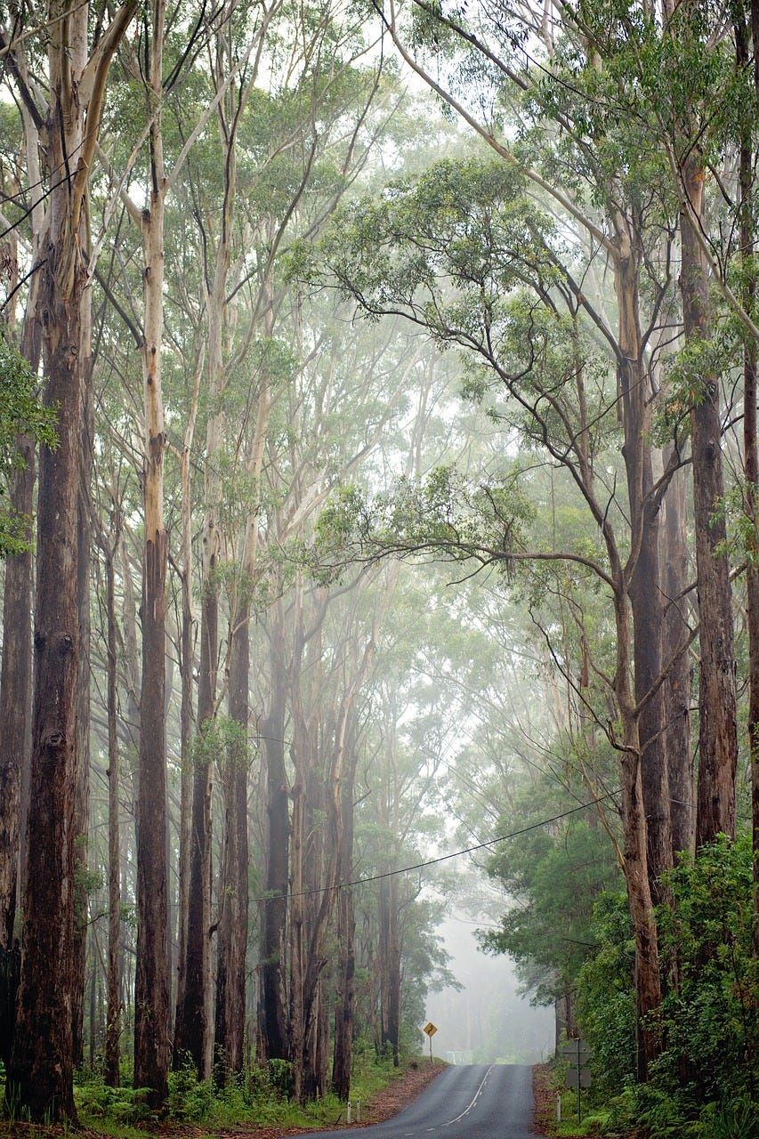 The Song of Trees Tall and steady, they stand so wide, With roots that ...