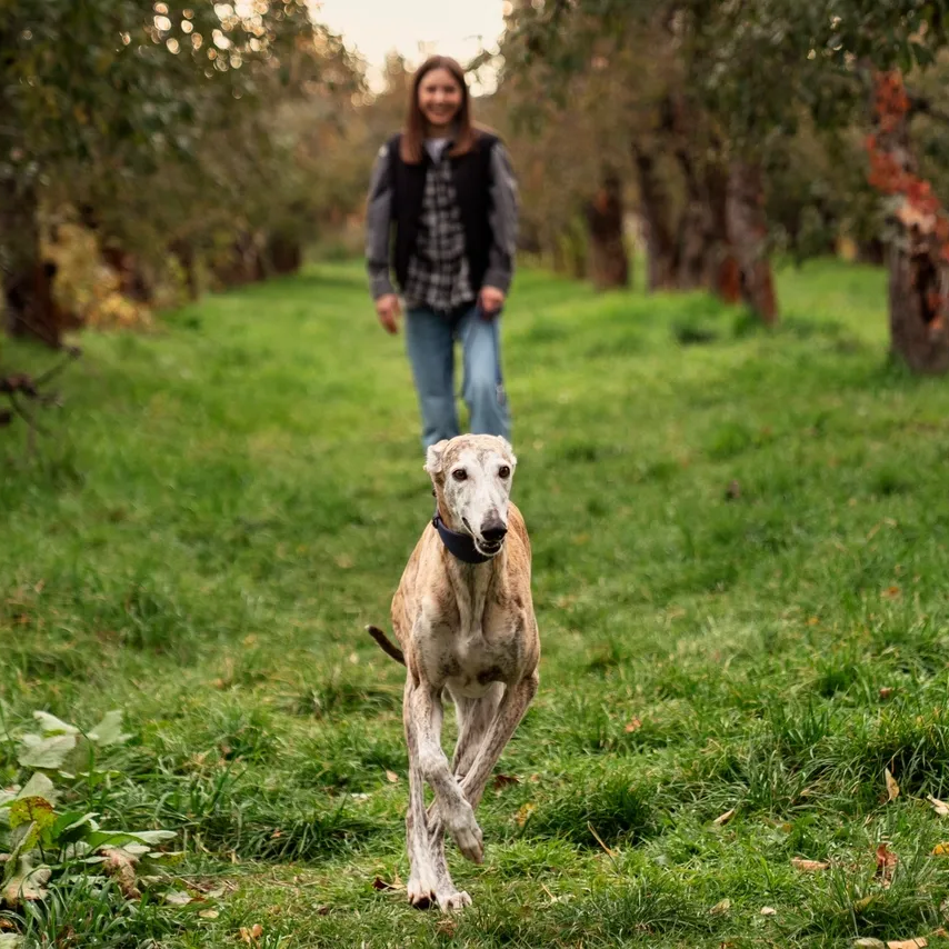 Why Does My Dog Sniff So Much? - Australian Pet Health - Medium