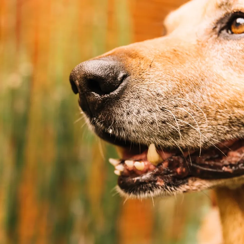 The Benefits Of Sniffing For Dogs - Australian Pet Health - Medium