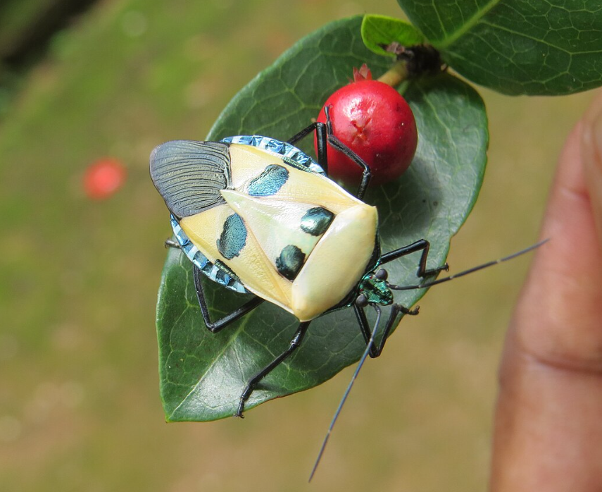 The “Hitler beetle”, whose name has caused a rare controversy in the ...