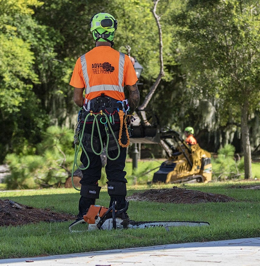 Need Tree Removal in Orlando? Here’s What You Should Know | by Advance ...