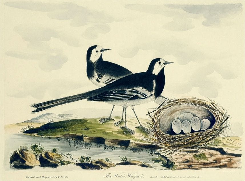 Project Wagtail: The Origin Story | by Ravi | Accelerated Insights Blog ...