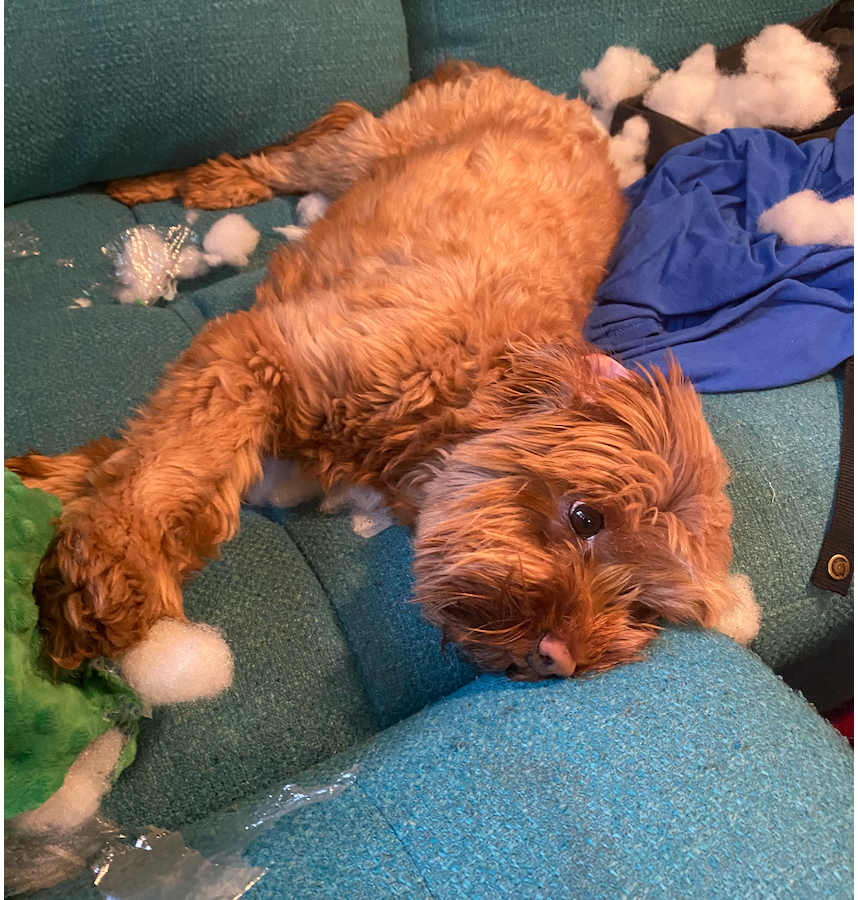 Get a Nanny For Your Dog. Quit your job or hire help | by Amy Sea | The ...