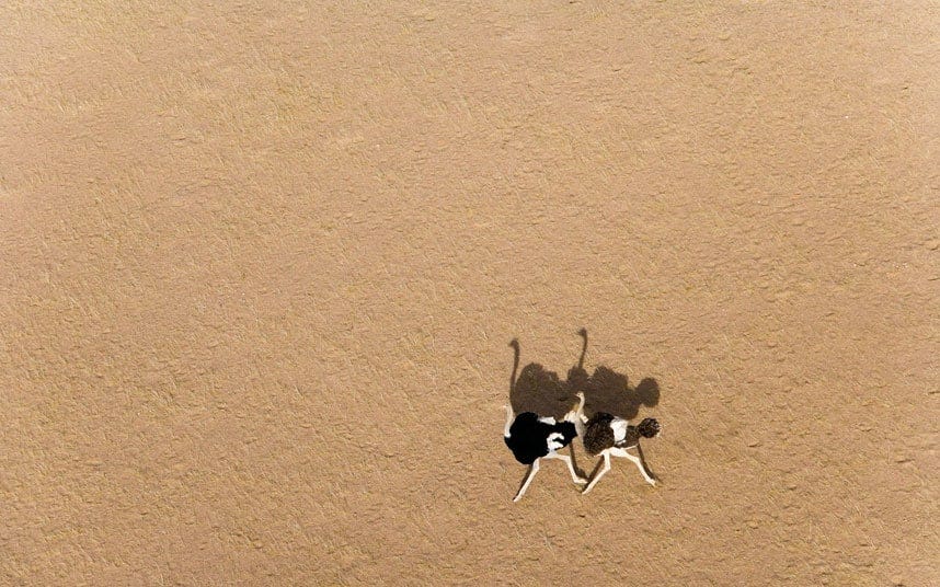 Ostriches in Namibia and the Evolution of the Human-Ostrich ...