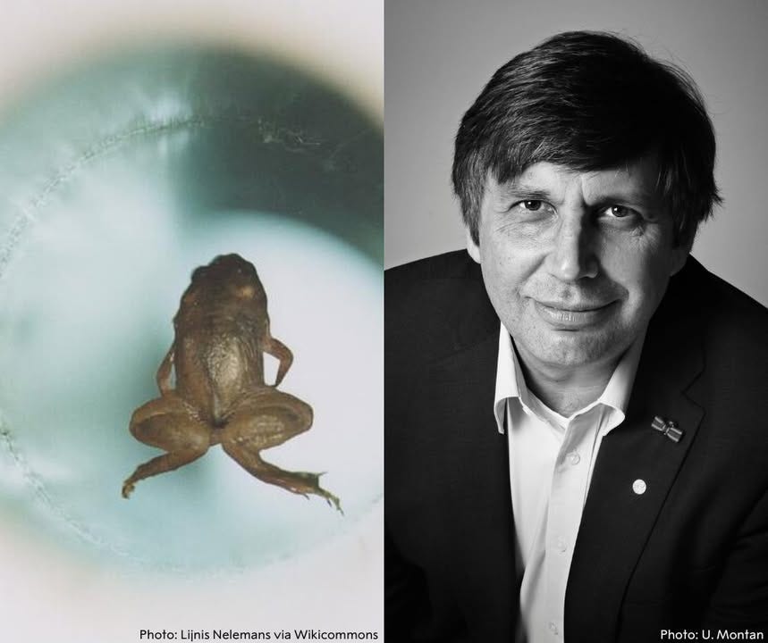 From Floating Frogs to Graphene: How Playful Curiosity Won a Nobel ...