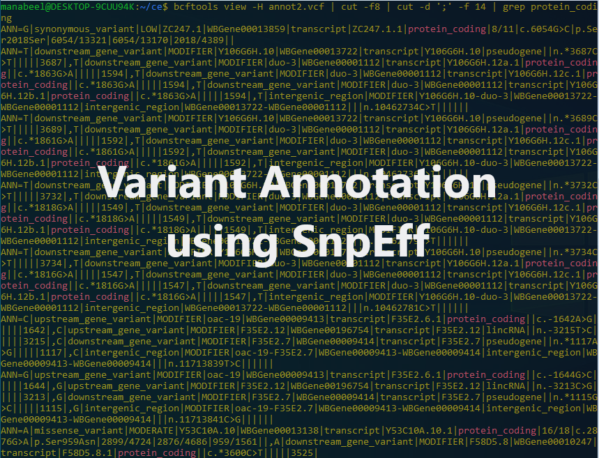 Beginner’s Guide to Genomic Data Analysis: Variant Annotation | SnpEff Tutorial | by Muhammad ...