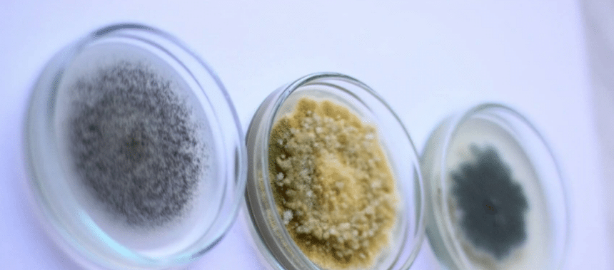 Bay Area Mold Pros: A Guide to the Different Types of Mold | by ...
