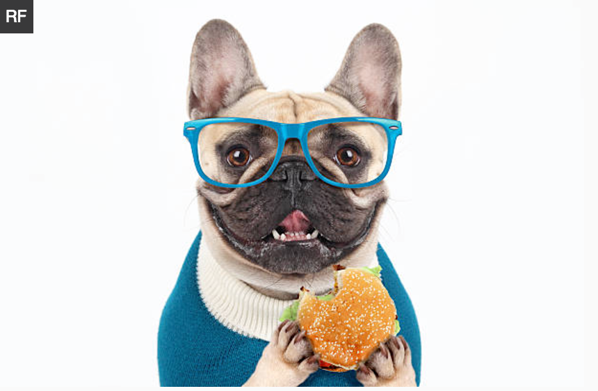 Que Sabor Amargo A Los Perros
