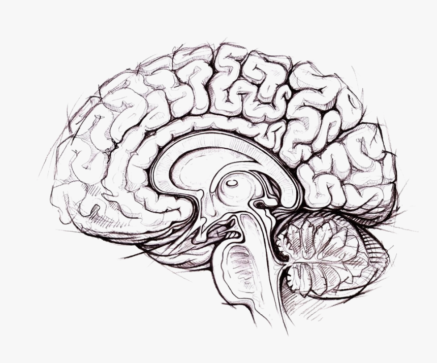 Consciousness Has an Integrative Function | by Bernard Baars, PhD | Medium