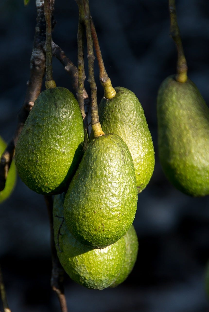 Love Avocado? Maybe Not After Hearing What Its Origins Allegedly Are ...