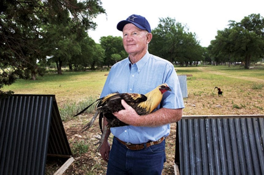 Gamefowls for Sale in Texas: The Thriving World of Gamebird Enthusiasts ...