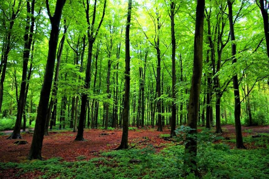 Delete Nodes And Return Forest Given The Root Of A Binary Tree Each By Omar Faroque