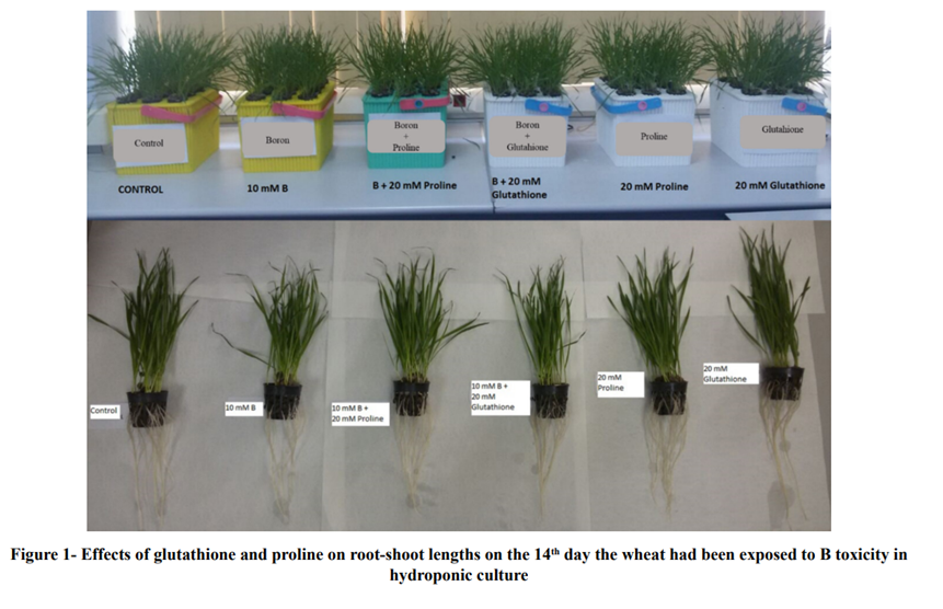 Glutathione and Proline Attenuates Injury Induced by Boron Toxicity in ...