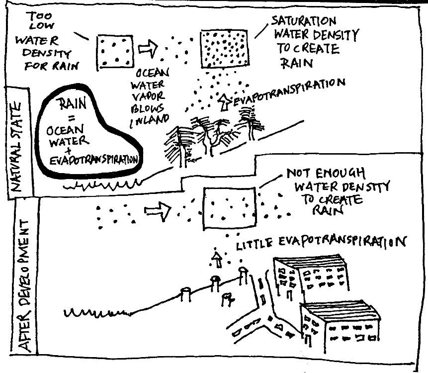 Our Vital Role as Keystone Species in restoring Water Cycles | by Koen ...