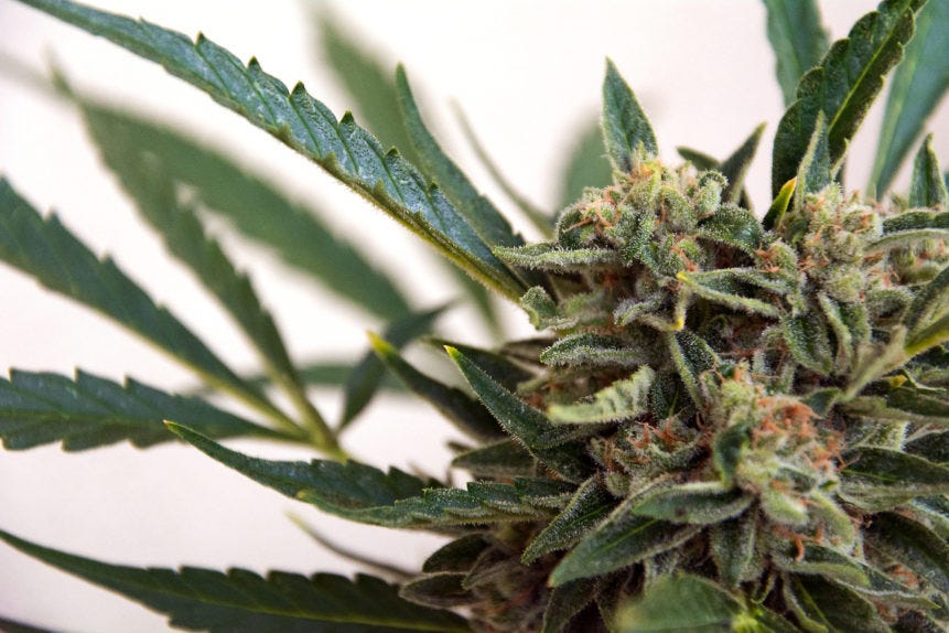 Better Names For Weed Strains. Despite the US economy’s stark downturn ...