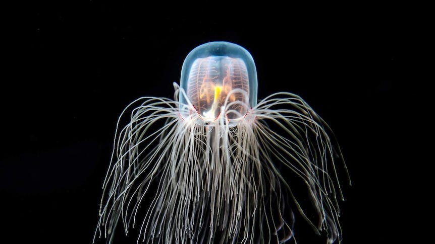 Who Wants to Live Forever: The Immortal Jellyfish | by Hayden Lim Khai ...
