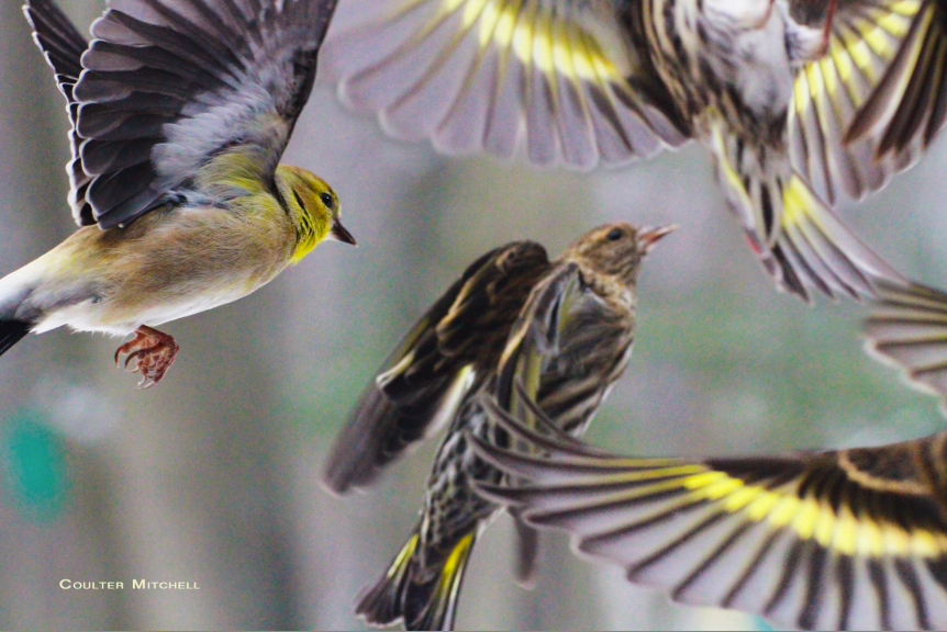 Flock in flight. I set a lazer motion trigger up by my… | by ...