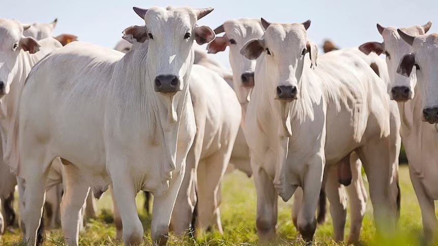 The COW Verses: Carnivores, Herbivores, Scavengers, and Omnivores | by ...