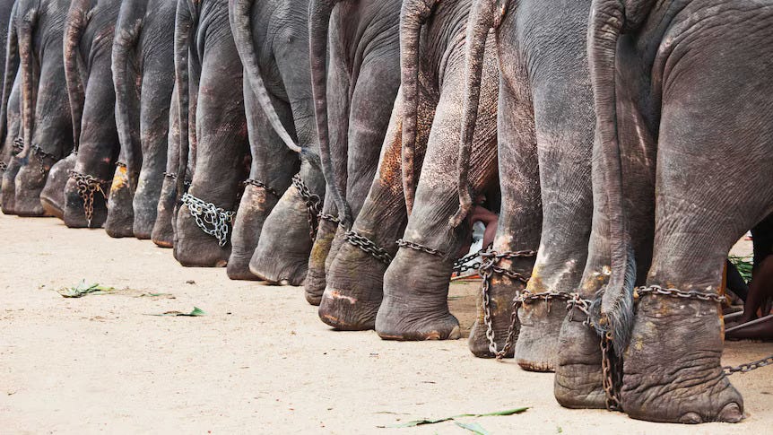 A Generation Lost: Why India’s Asian Elephants Face Early Death | by ...