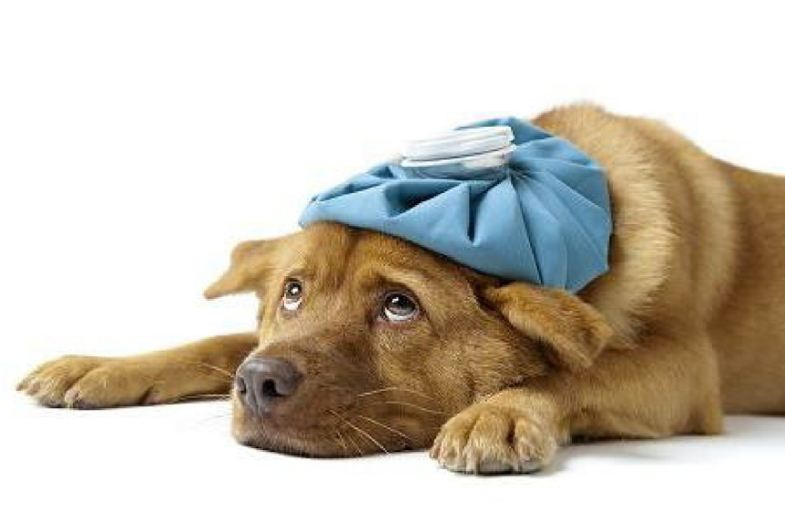 Portable Air Conditioning — is the Smart Way to Prevent your dog from ...