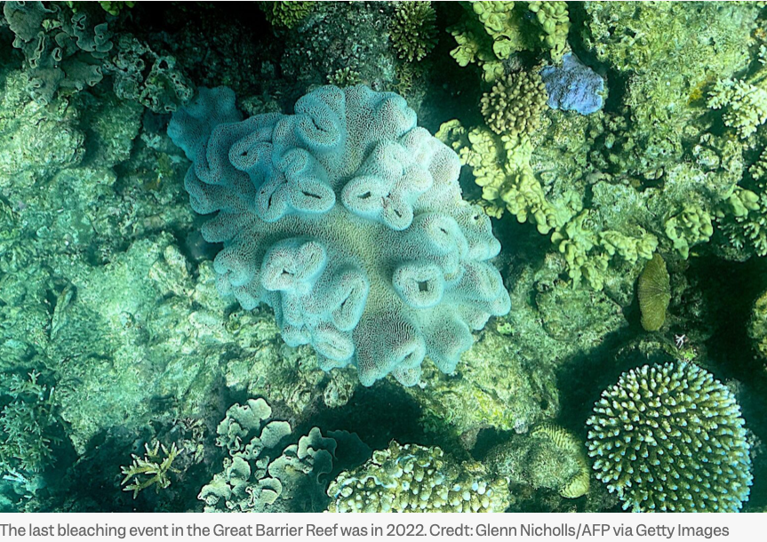 Coral Bleaching, Again. InsideClimateNews: “Corals have ‘no… | by S. W ...