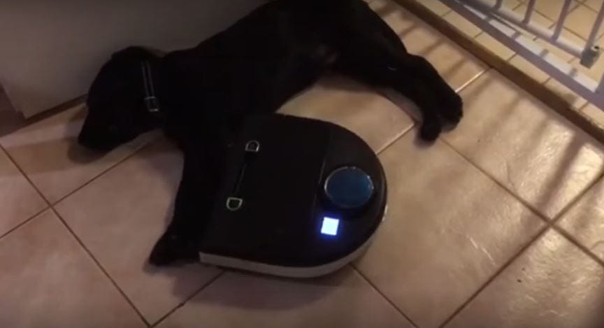 Puppy Is Impressively Not Freaked Out By This Robotic Vacuum Cleaner ...