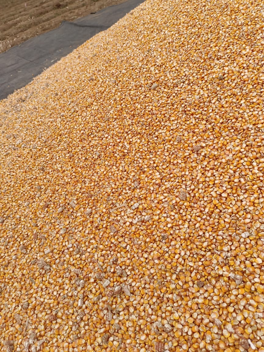 Indian Maize. Unveiling the Golden Grain: Exploring… | by Nik ...