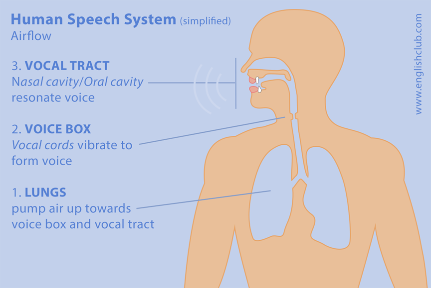 Basic Understanding of Text to Speech | by Irfan Fadhullah | Medium