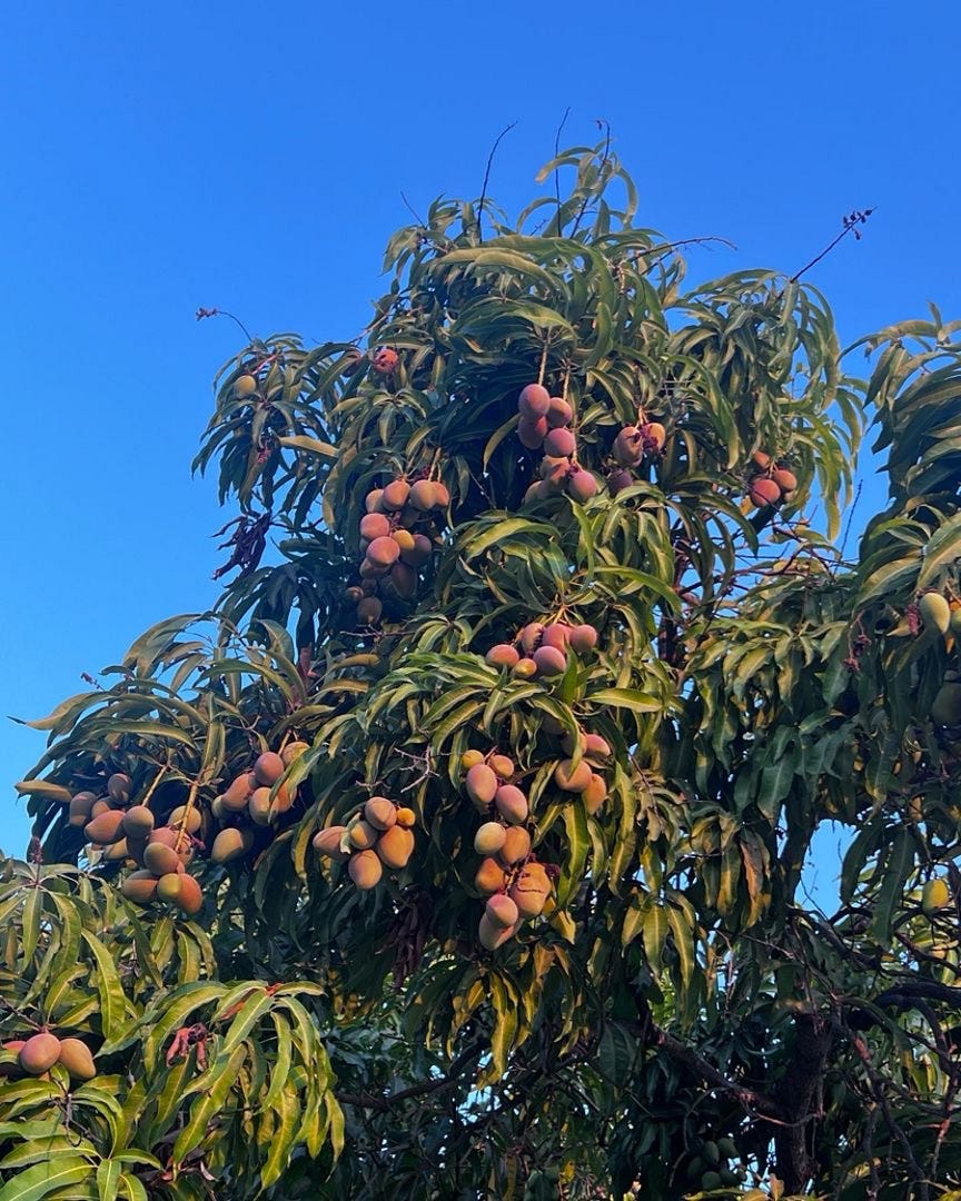Mississippi Mango (2024). Photo by Drew Beamer on Unsplash | by ...