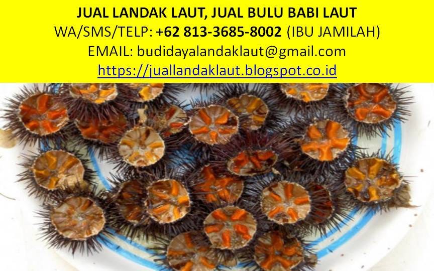 Babi Laut
